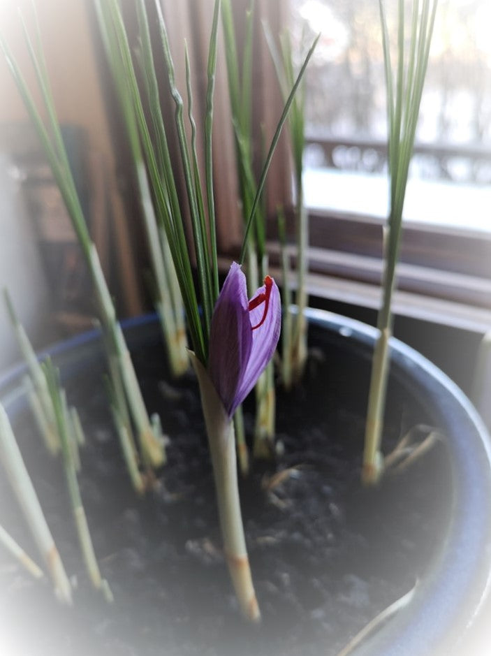 Sahrami on puhjennut kukkaan Raisiossa 30.10.2019 :) First Saffron flo ...